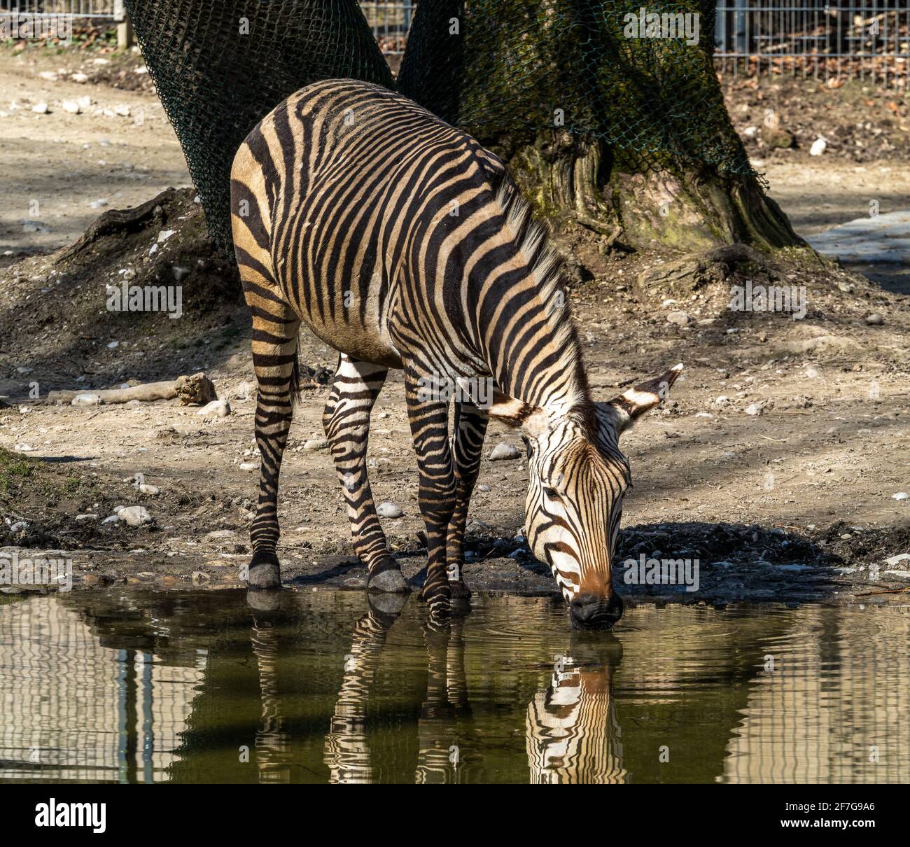The Hartmann's mountain zebra, Equus zebra hartmannae is a subspecies ...