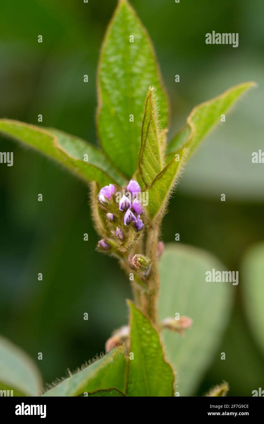 Soy flowers in sunny field. Green growing soybeans Stock Photo - Alamy