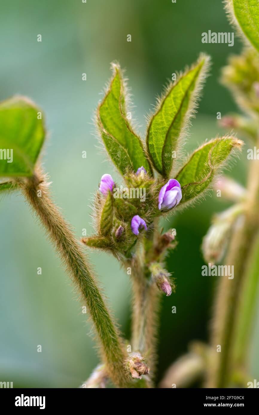 Soy bean blossom hi-res stock photography and images - Alamy