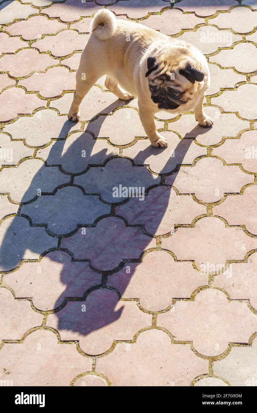 Little black pug hi-res stock photography and images - Alamy