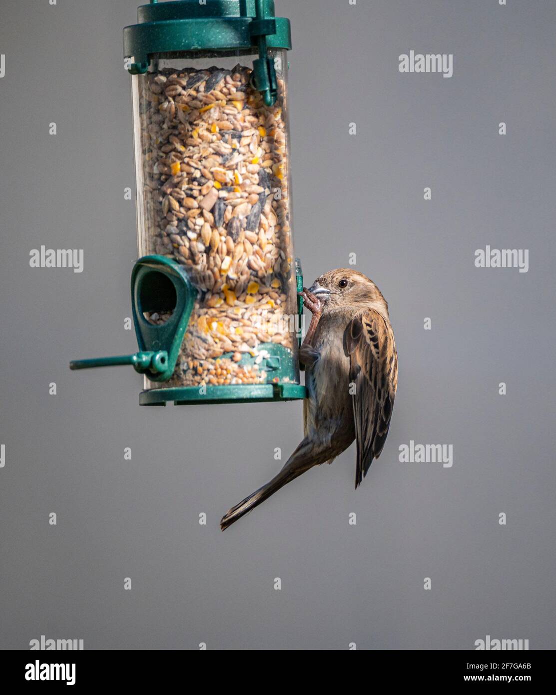 Male female house sparrow perched hi-res stock photography and images ...