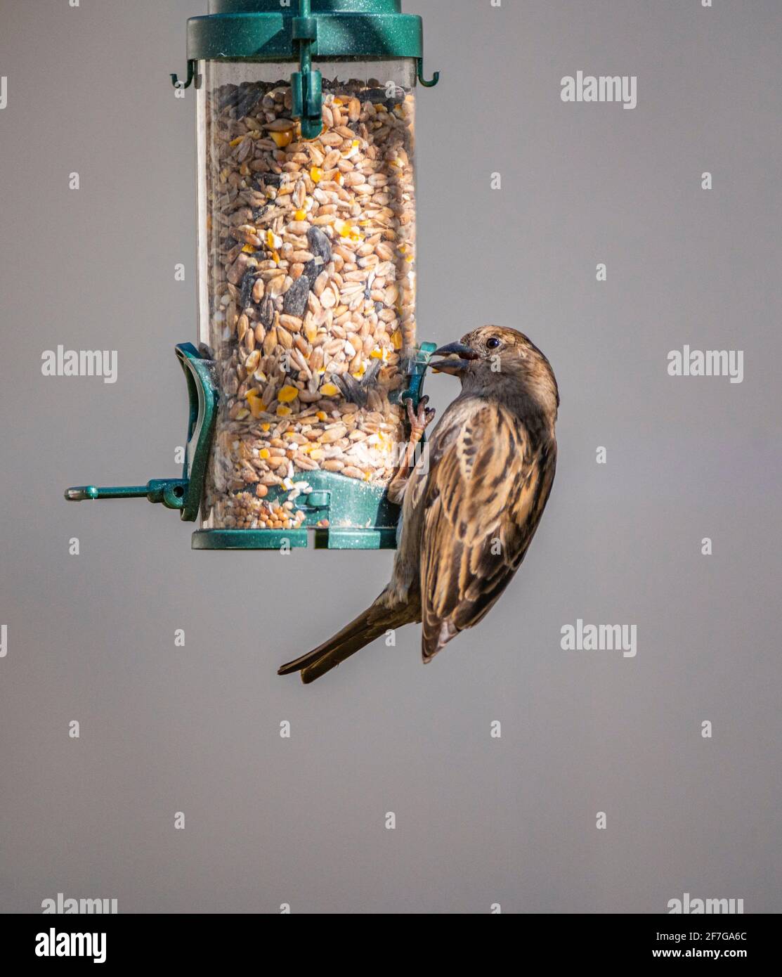 A female House Sparrow (Passer domesticus) a common garden bird in the ...