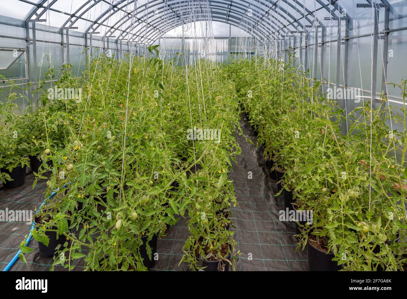 reproduction of a new tomato variety in a greenhouse Stock Photo - Alamy