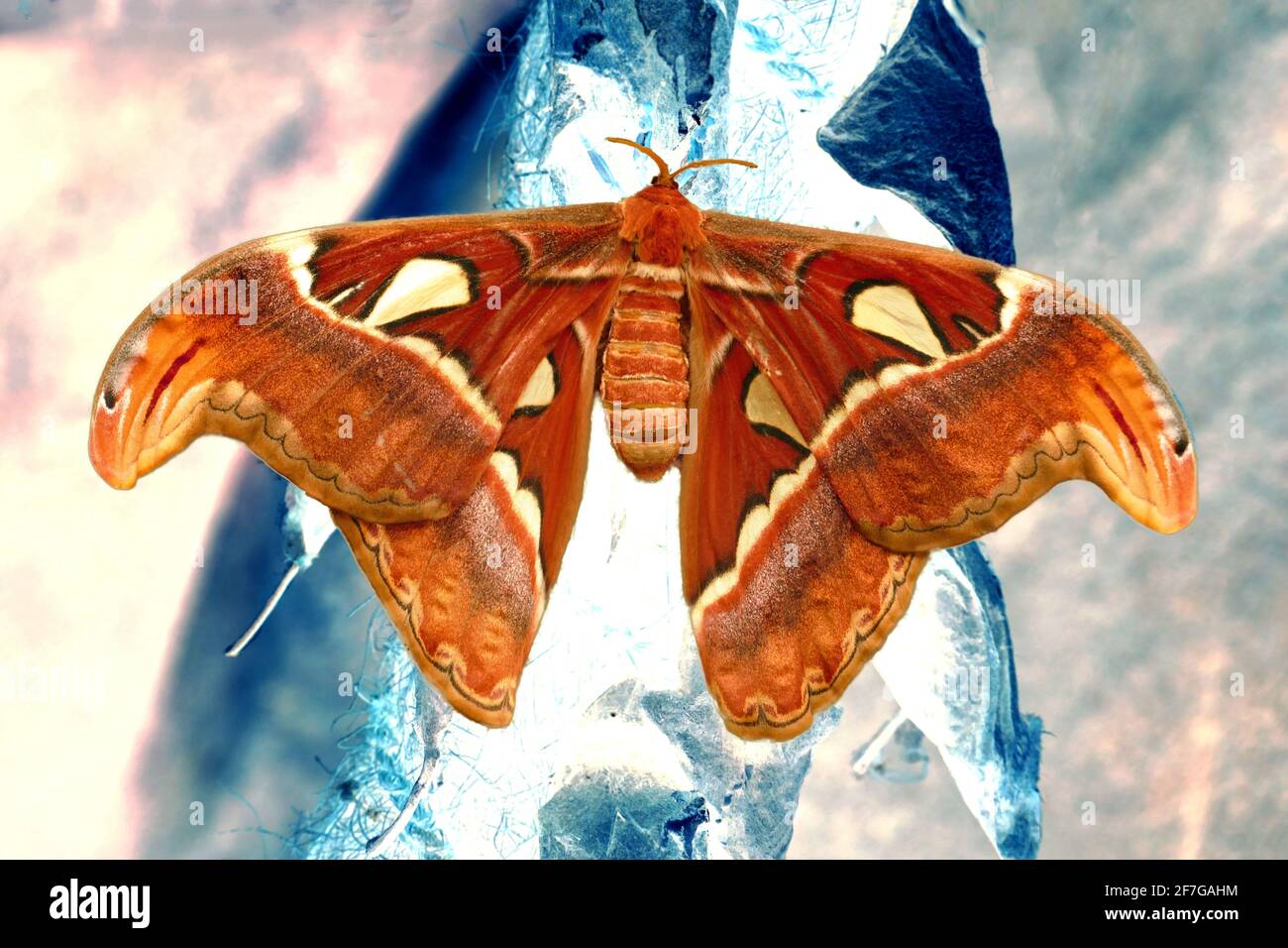 Moth Attacus Atlas High Resolution Stock Photography and Images - Alamy