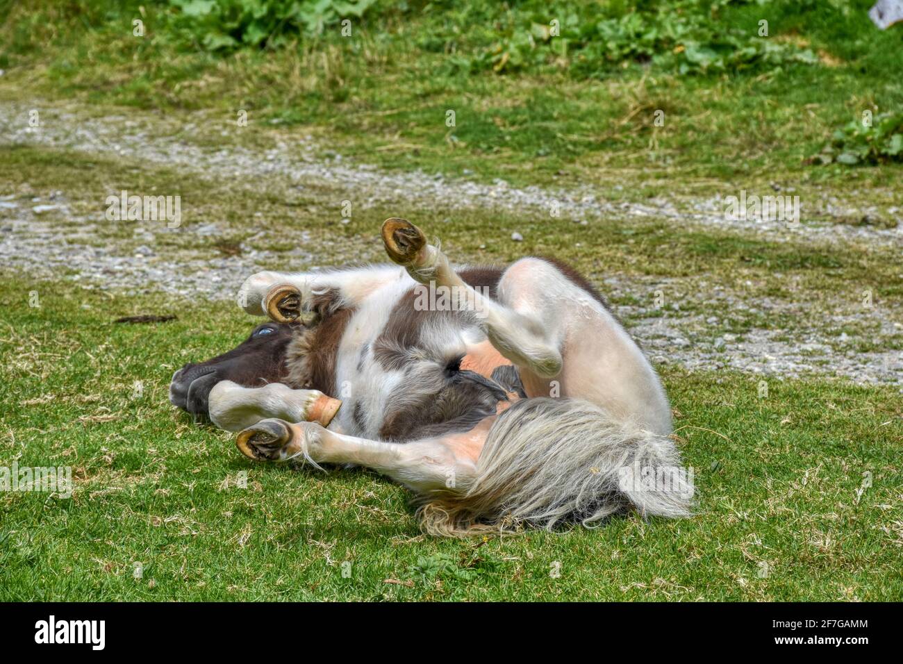 Fohlen spielen hi-res stock photography and images - Alamy