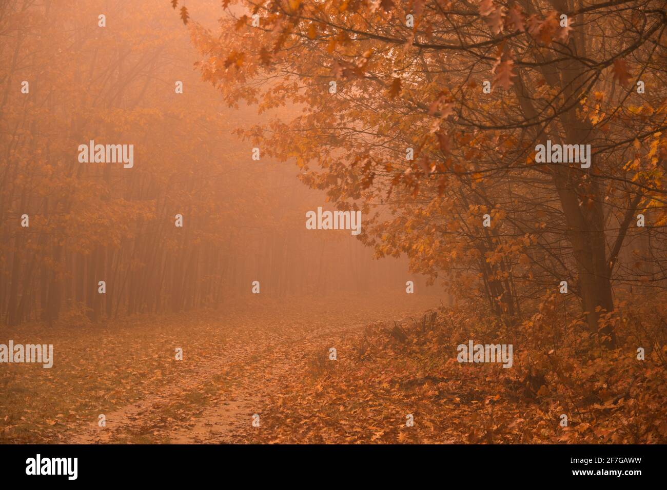Beautiful red yellow and brown foggy autumn forest path, continental ...