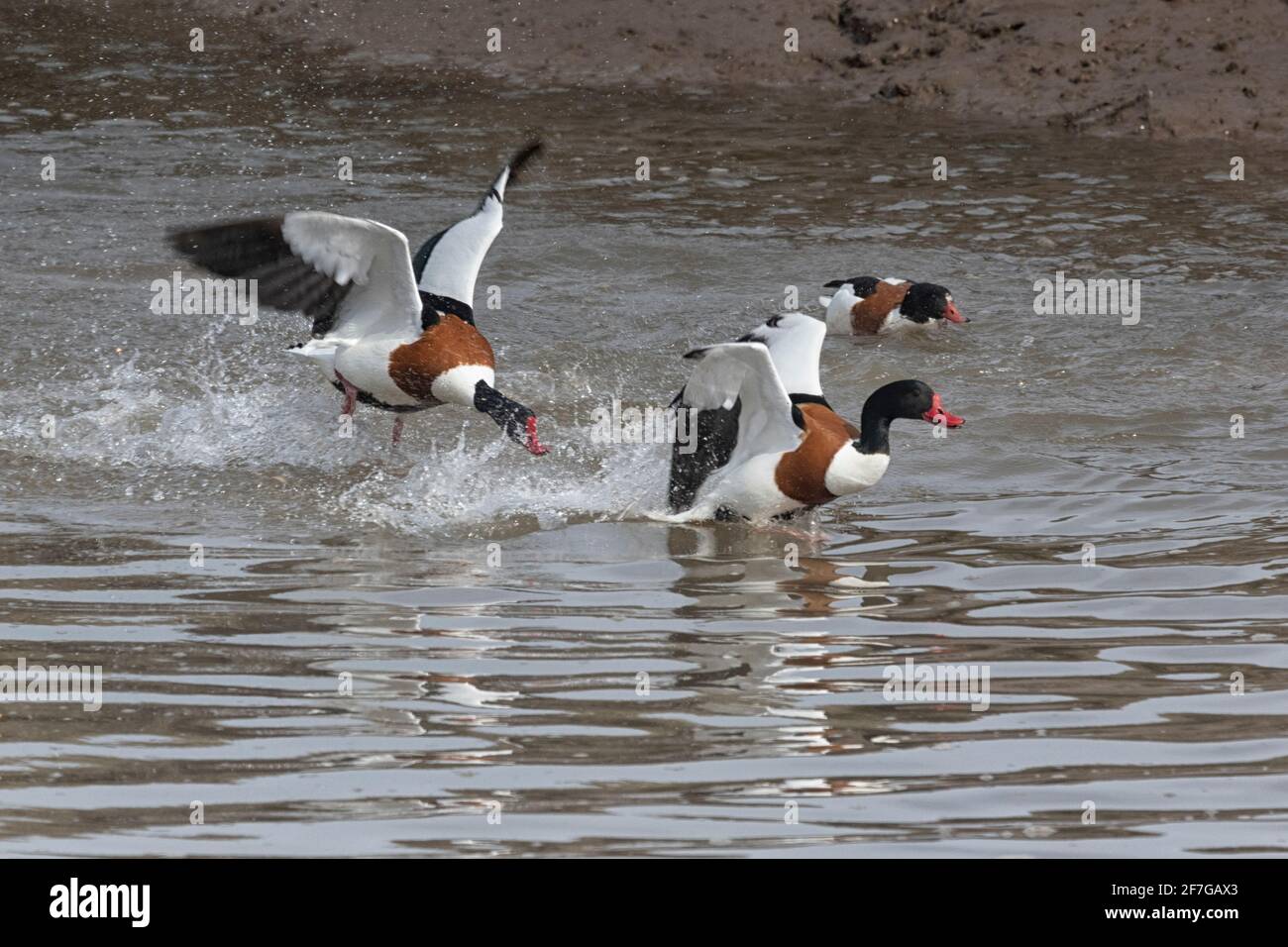 Shell duck chasing off its rival hi-res stock photography and images ...