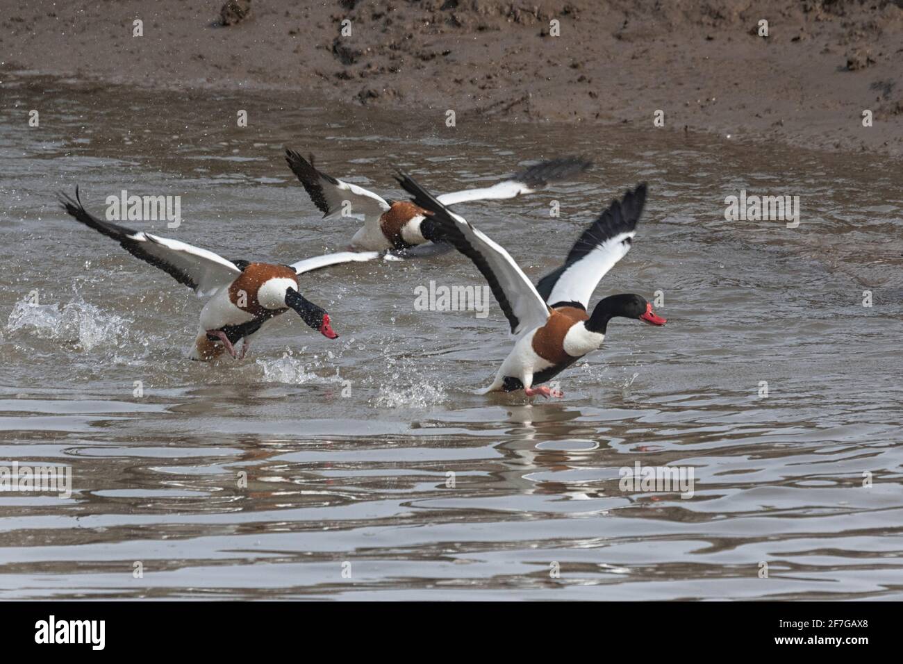 Shelducks chasing off their rivals, at Thornham on the Norfolk Coast ...