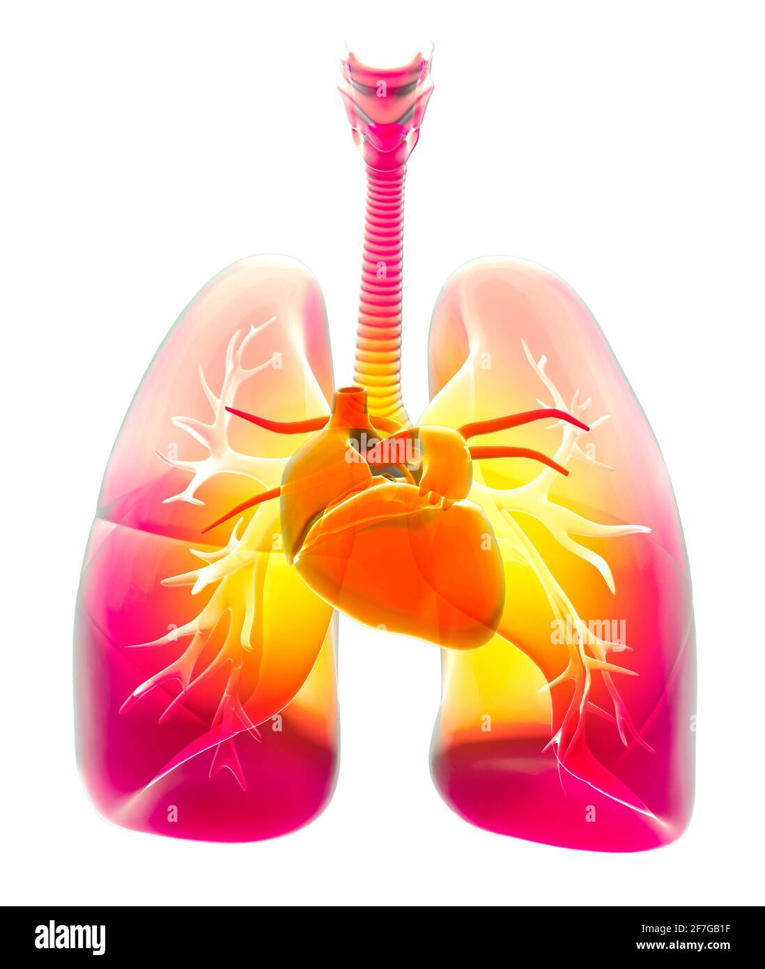 Chronic respiratory disease hi-res stock photography and images - Alamy