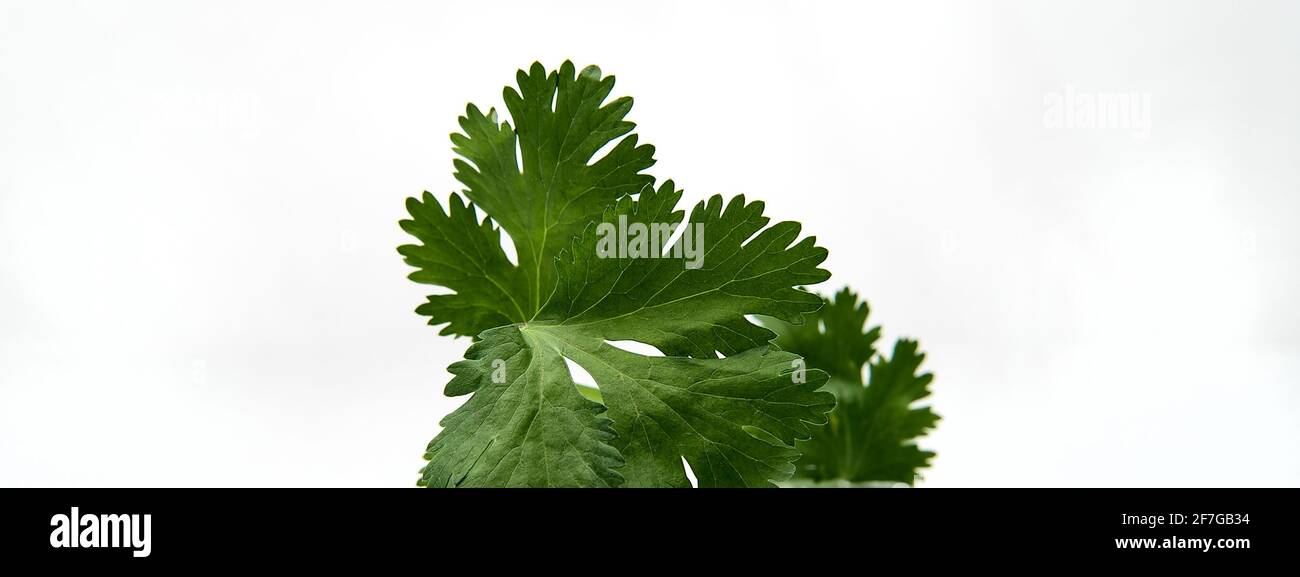 A cilantro sprig hi-res stock photography and images - Alamy