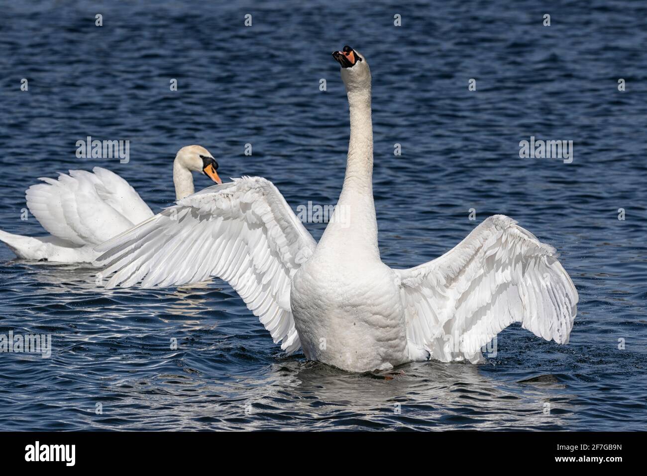 Raised and lowered wings hi-res stock photography and images - Alamy