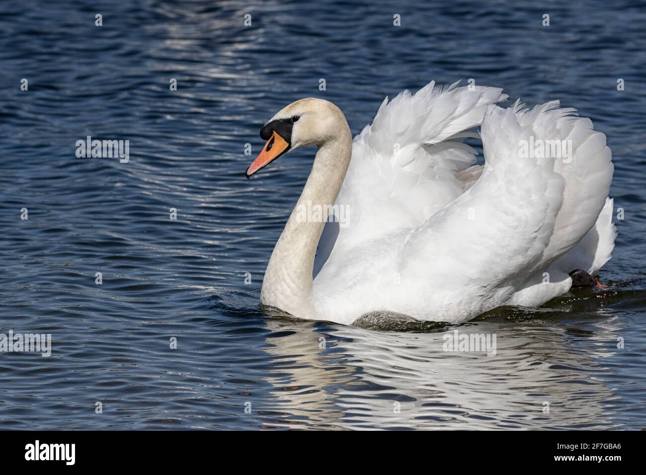 Mute Swans with ruffle of feathers, gliding along the river, Norfolk ...