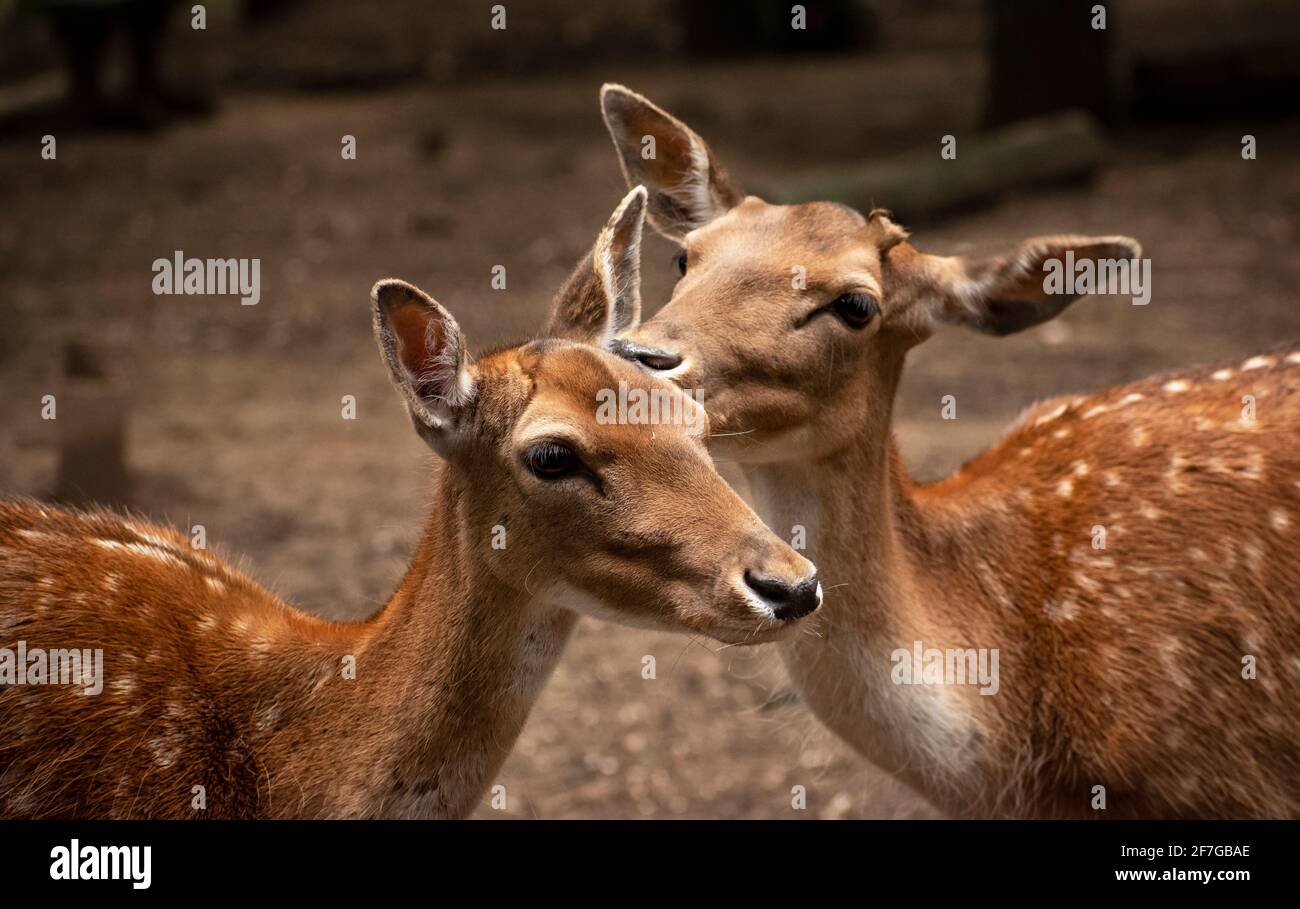 Close up of two adorable spotted deer bonding and sniffing each other ...