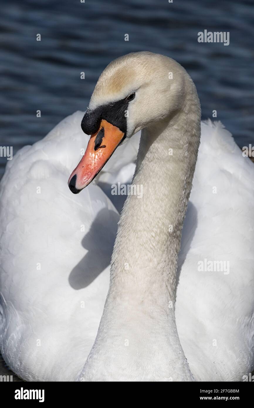 Serene black swan gliding gracefully hi-res stock photography and ...