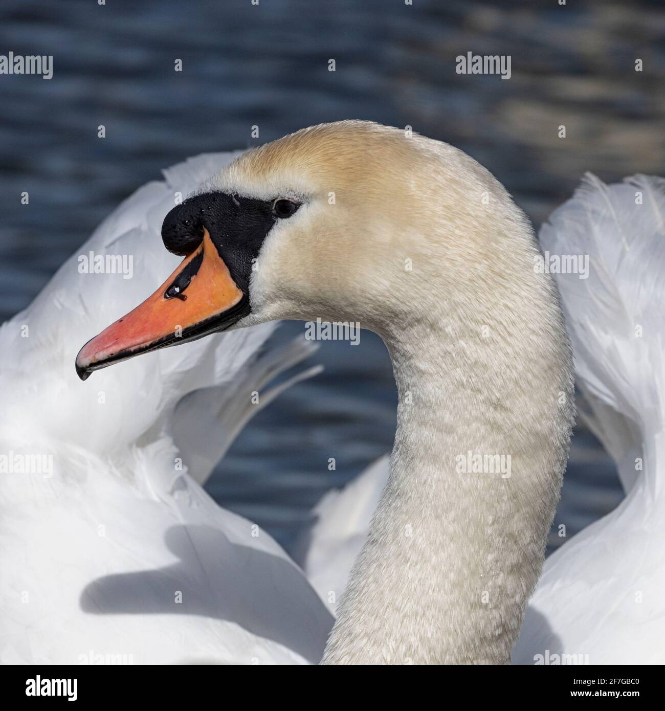 Bowed towards hi-res stock photography and images - Alamy