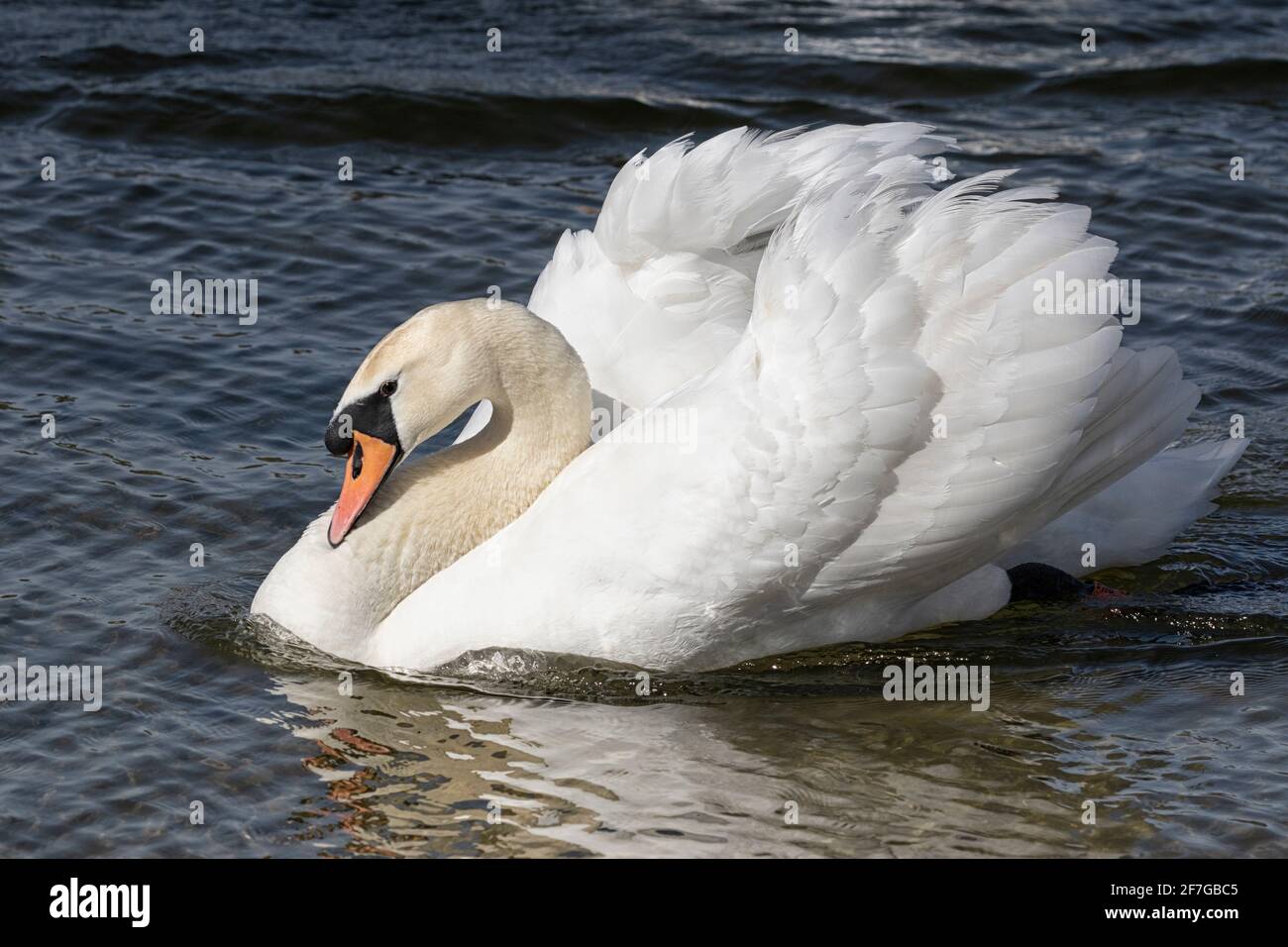 Mute Swans with ruffle of feathers, gliding along the river, Norfolk ...