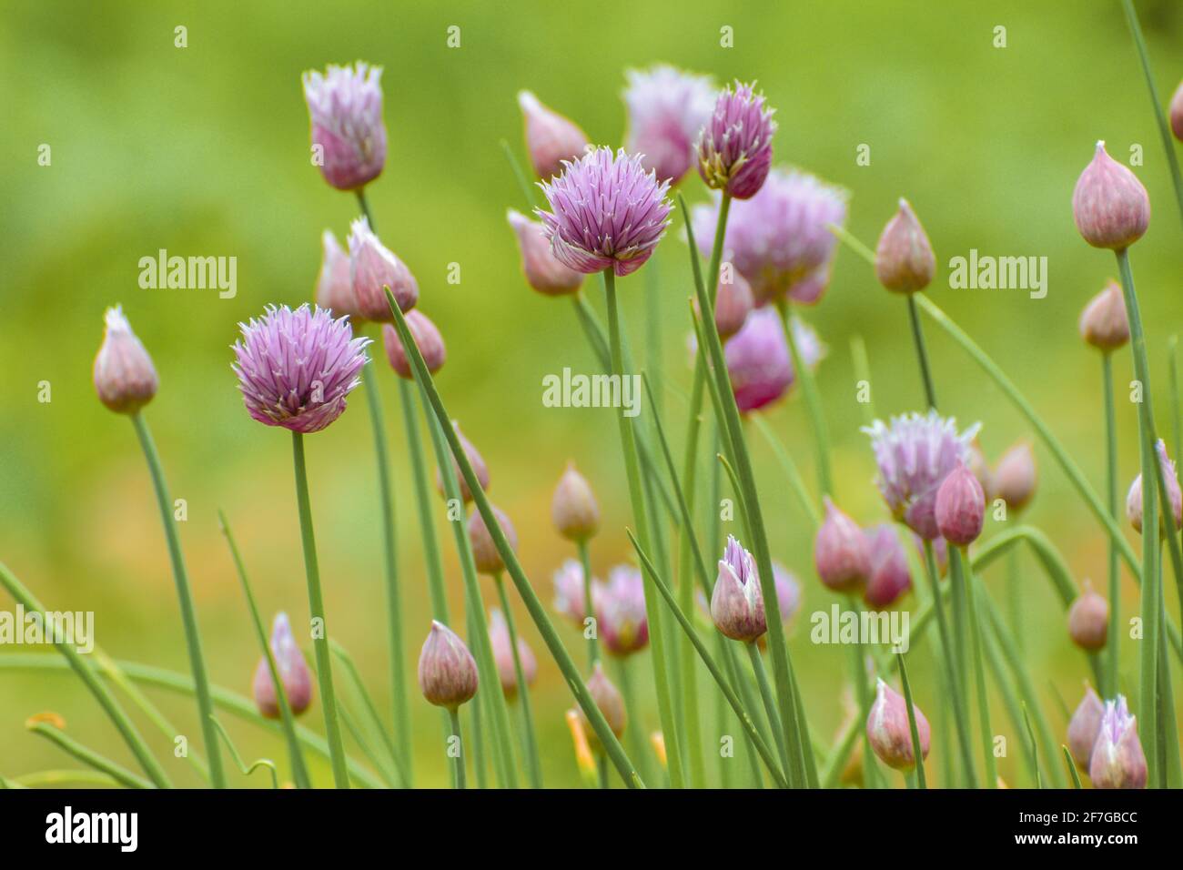 A clump of blooming chives in the garden in spring - multiple Allium ...
