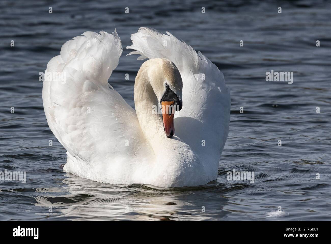 Mute Swans with ruffle of feathers, gliding along the river, Norfolk ...
