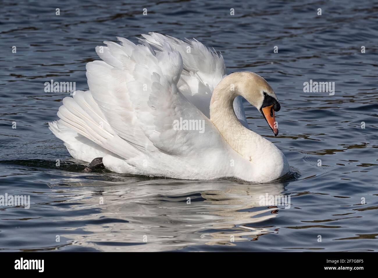 Mute Swans with ruffle of feathers, gliding along the river, Norfolk ...