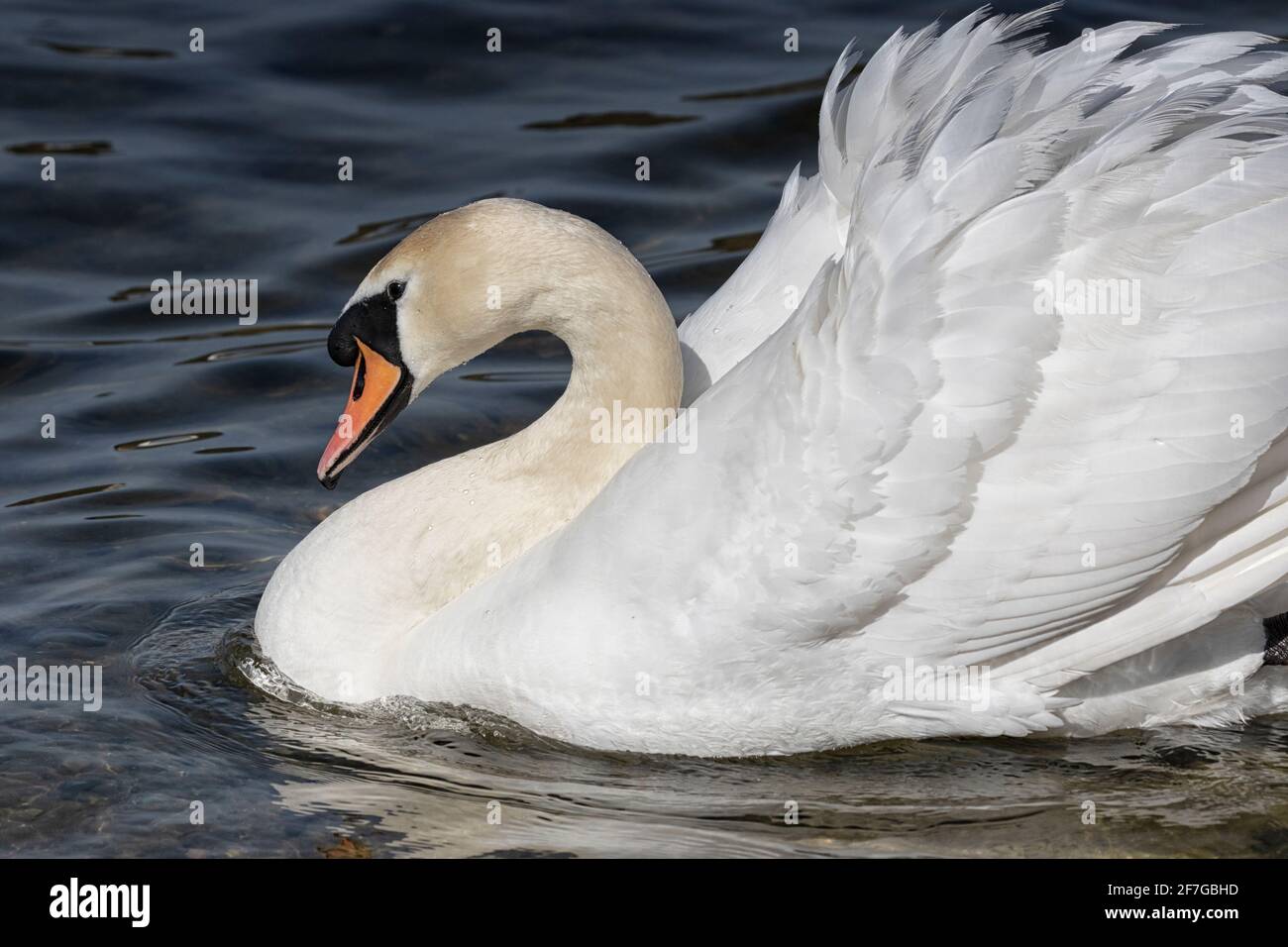 Busking is threat display hi-res stock photography and images - Alamy