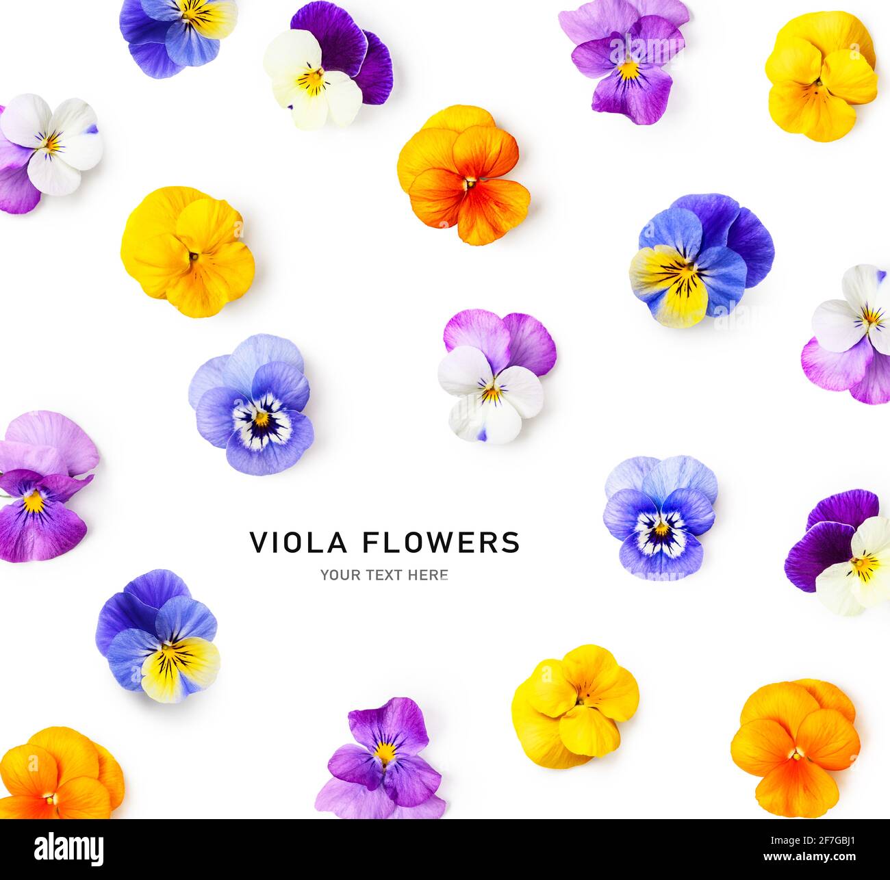 Viola pansy flower creative layout and composition. Beautiful spring ...