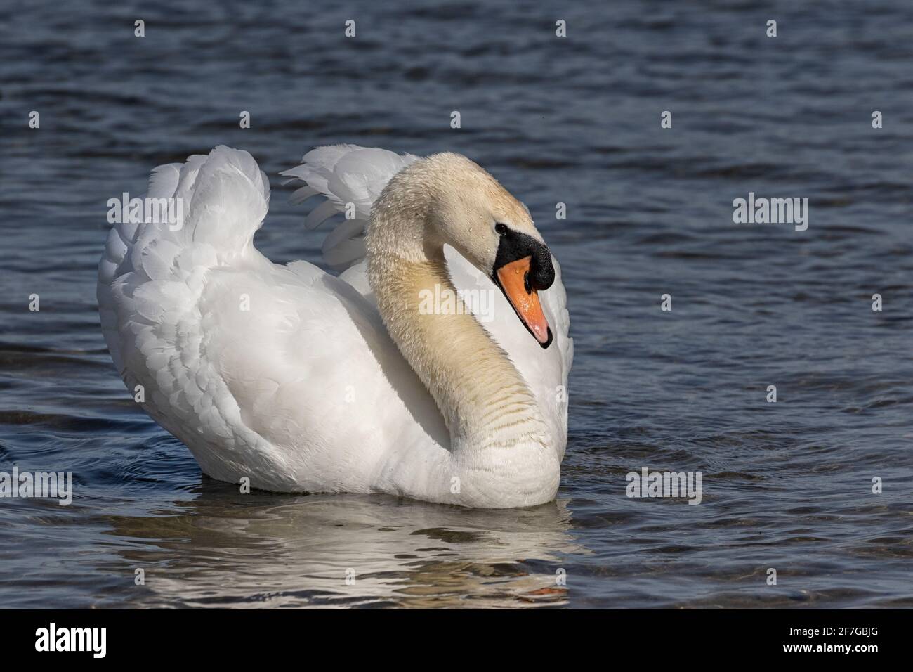 Mute Swans with ruffle of feathers, gliding along the river, Norfolk ...