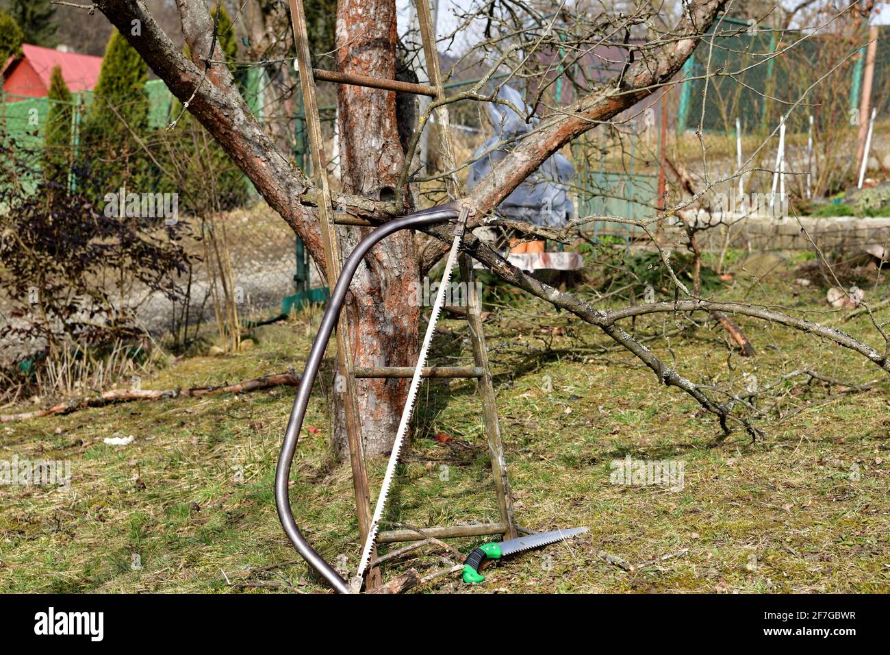 Large hand saw traditional garden tools for fruit growers Stock Photo ...