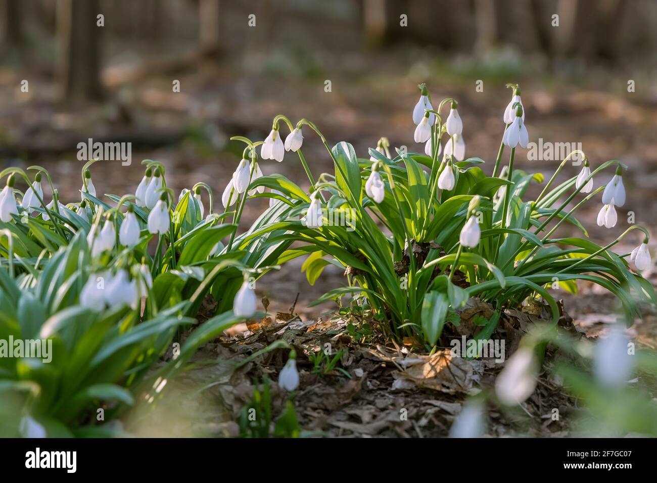 Beautiful spring forest snowdrops hi-res stock photography and images ...