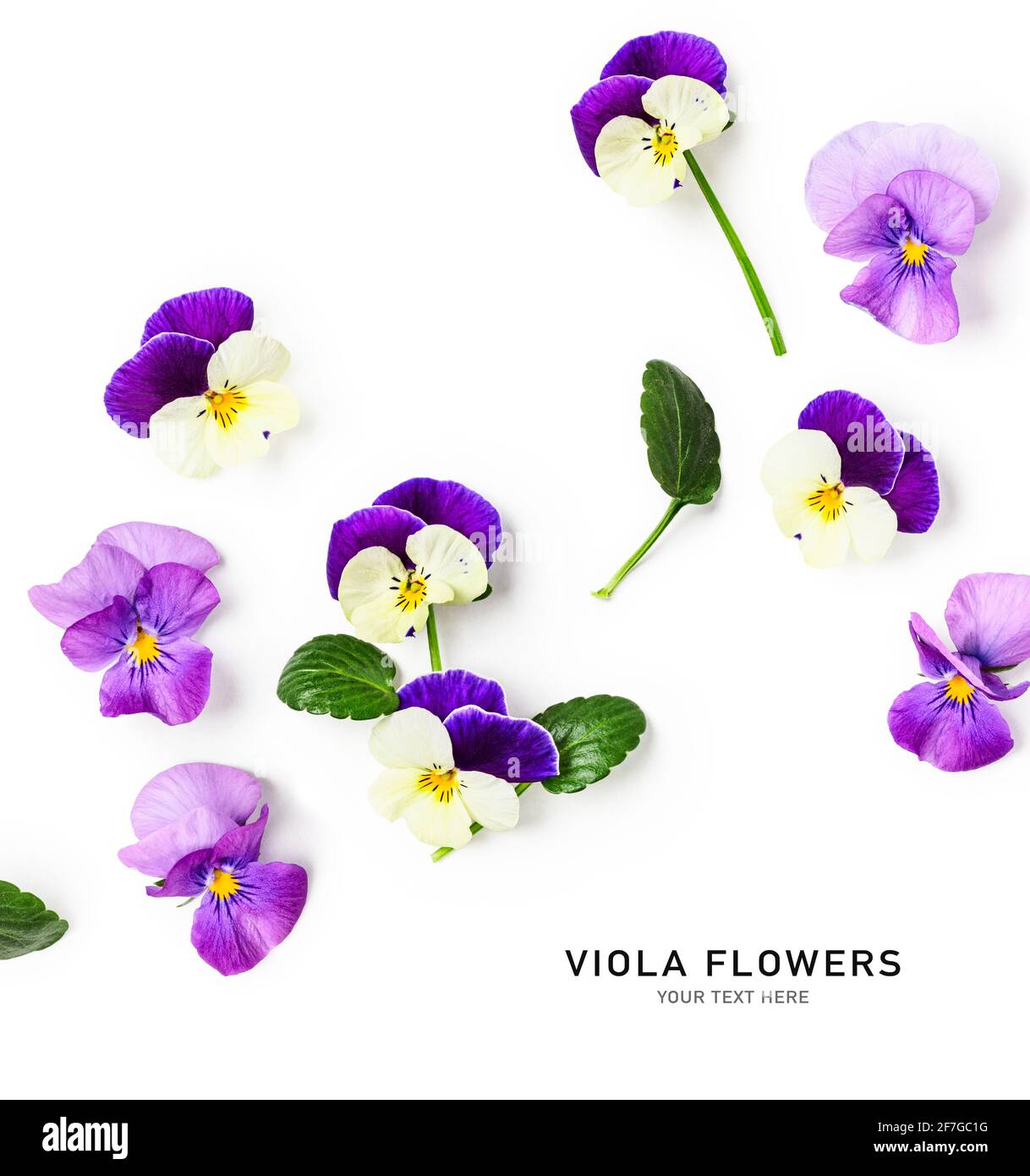 Viola pansy flower creative layout and composition. Lilac spring ...