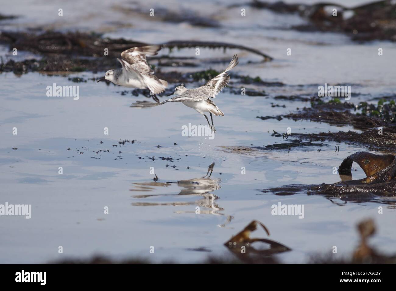 Sanderling Flight High Resolution Stock Photography and Images - Alamy
