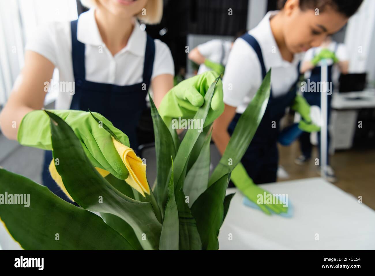 Cleaner in rubber gloves cleaning plant near colleague on blurred ...