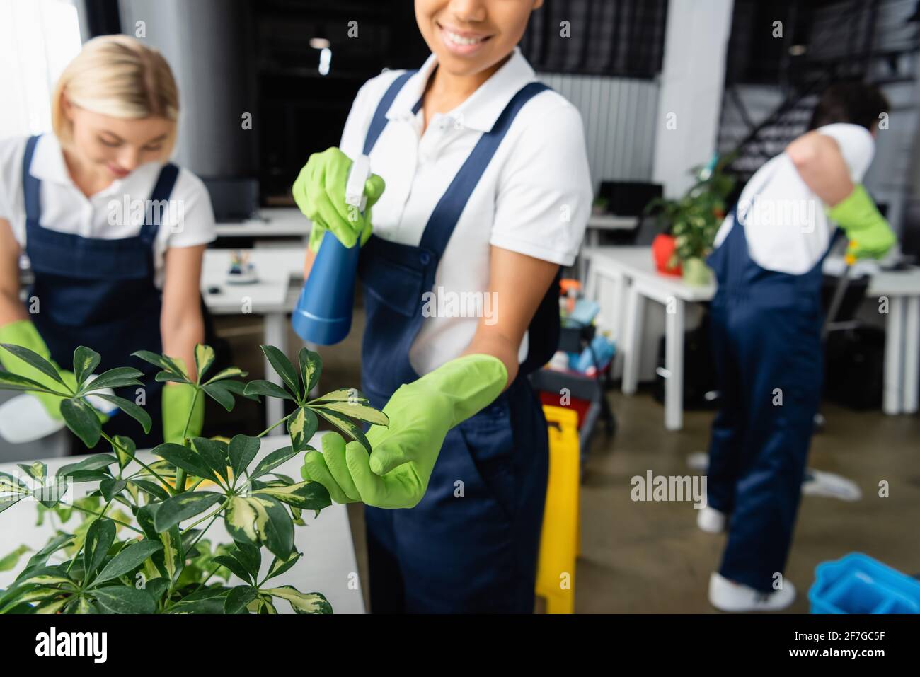 American rubber plant hi-res stock photography and images - Alamy