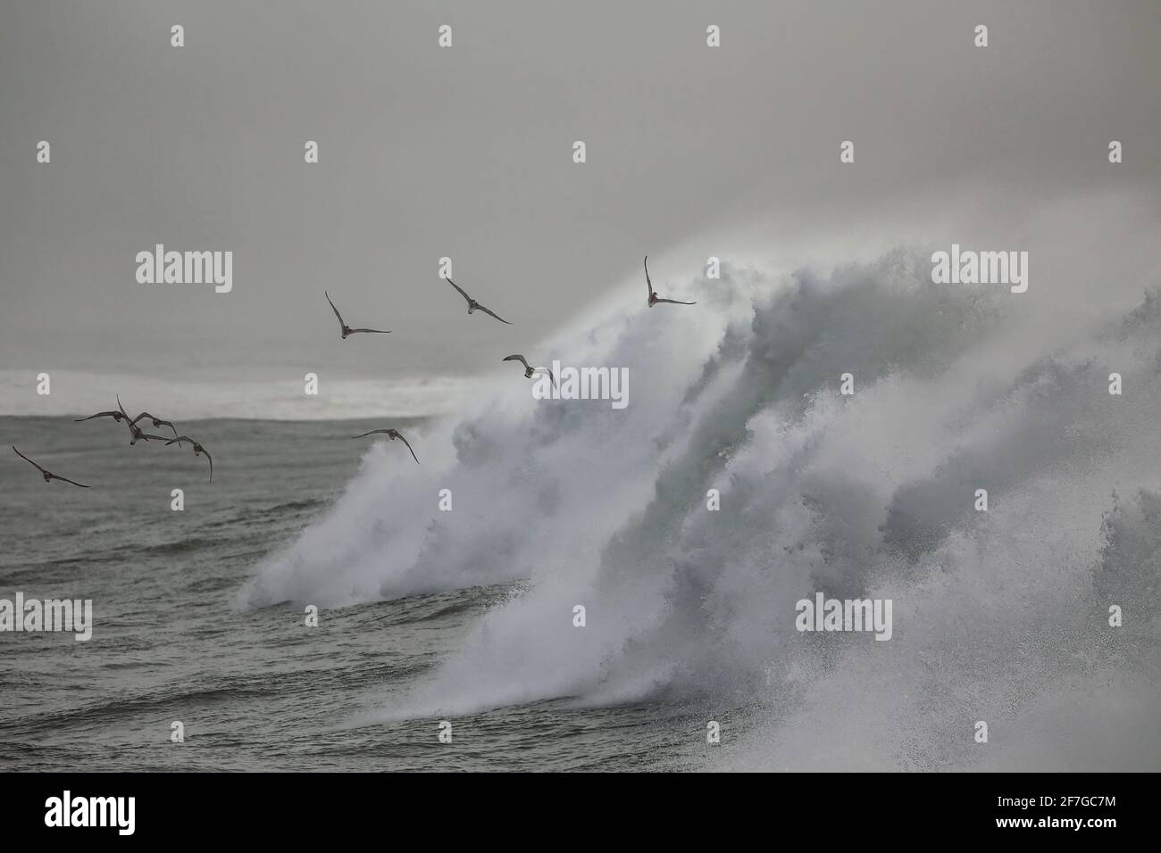 Shorebirds in flight hi-res stock photography and images - Alamy