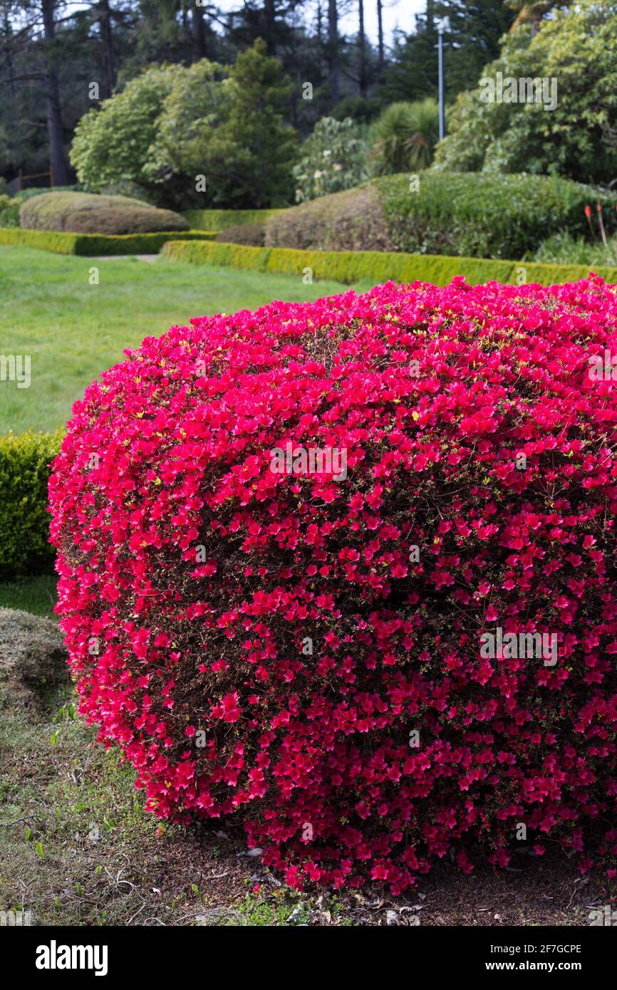Rhododendron 'Hino Crimson' at Shore Acres State Park in Coos Bay ...