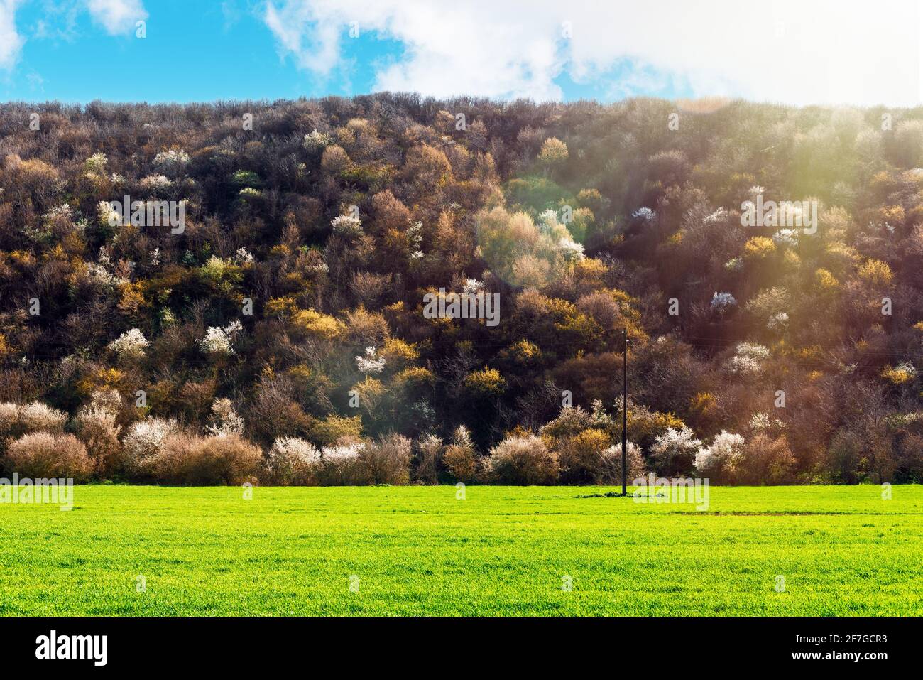 Blooming cherry trees in valley hi-res stock photography and images - Alamy