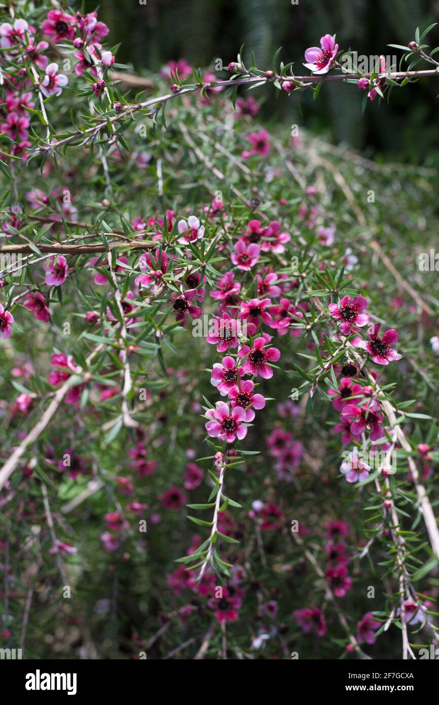 Leptospermum 'pink cascade' Stock Photo - Alamy