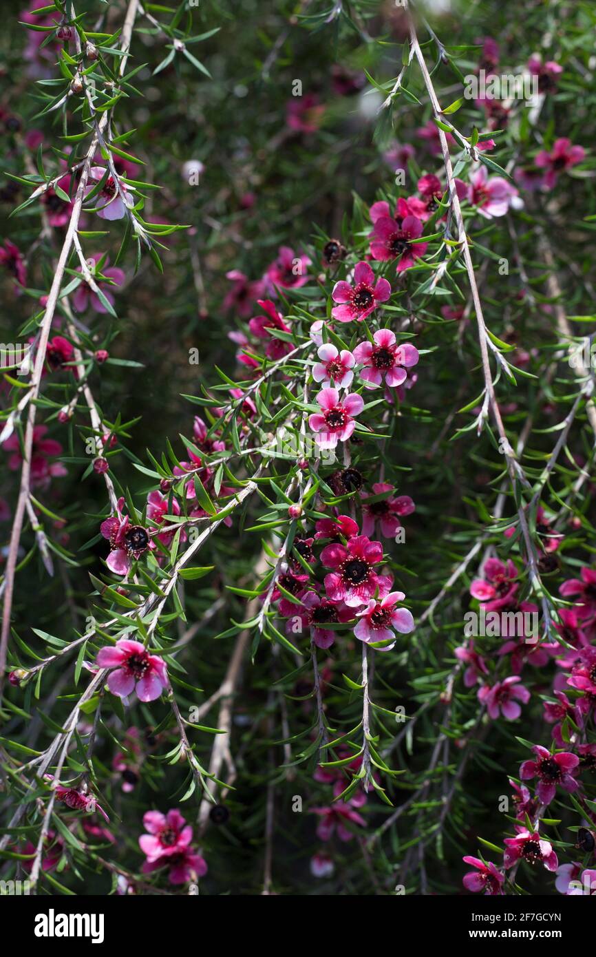 Leptospermum pink cascade hi-res stock photography and images - Alamy