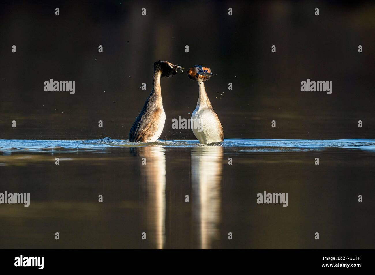 Great crested grebes (Podiceps cristatus) pair performing part of the ...