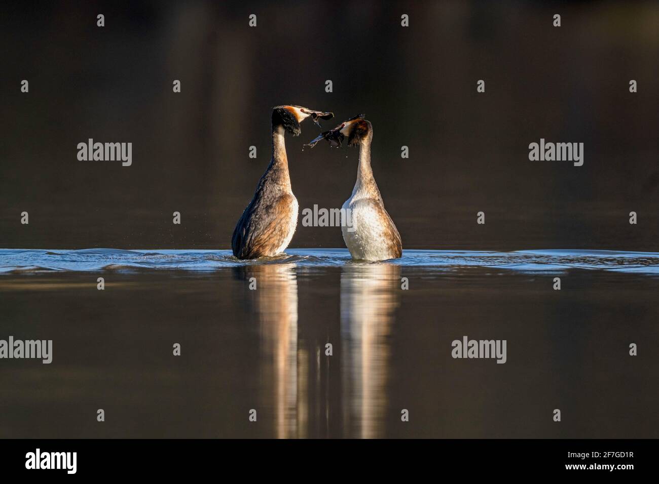 Great crested grebes (Podiceps cristatus) pair performing part of the ...