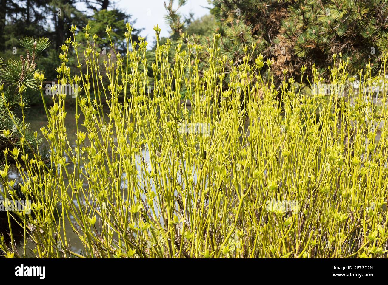 Cornus sericea 'Flaviramea' - golden twig dogwood Stock Photo - Alamy