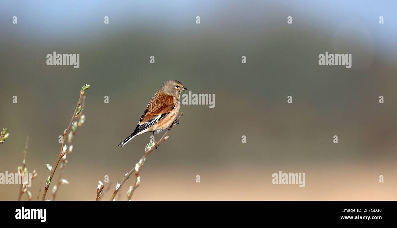 Linnets hi-res stock photography and images - Alamy