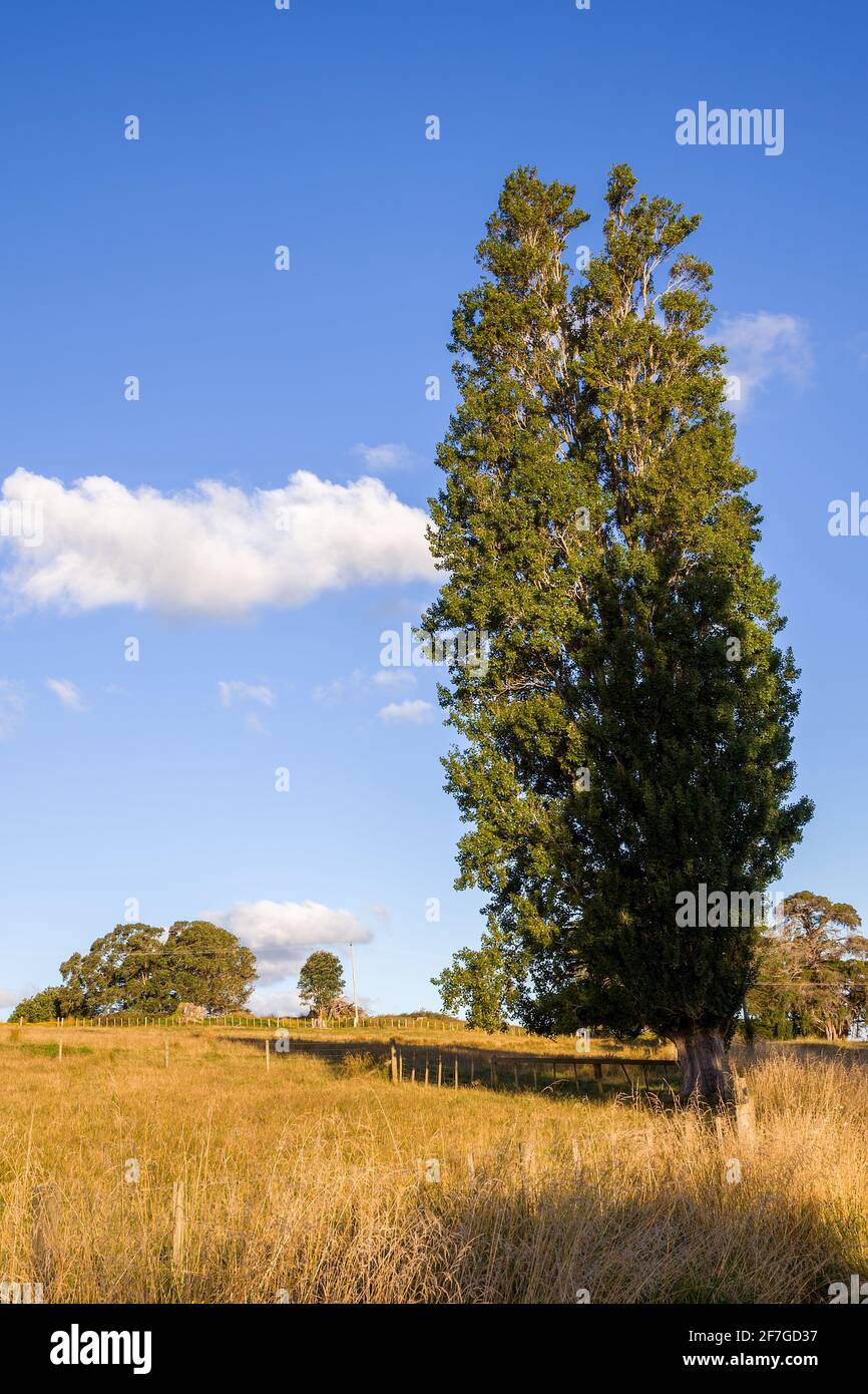 Tall Poplar tree in the Matakohe Countryside Stock Photo - Alamy