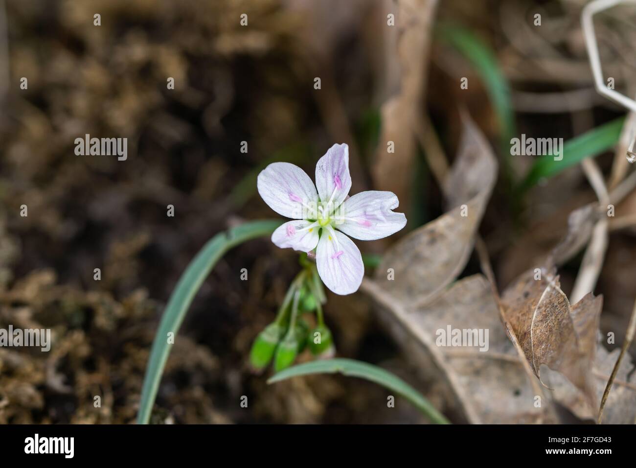 Spring beauty wildflower claytonia virginica hi-res stock photography ...
