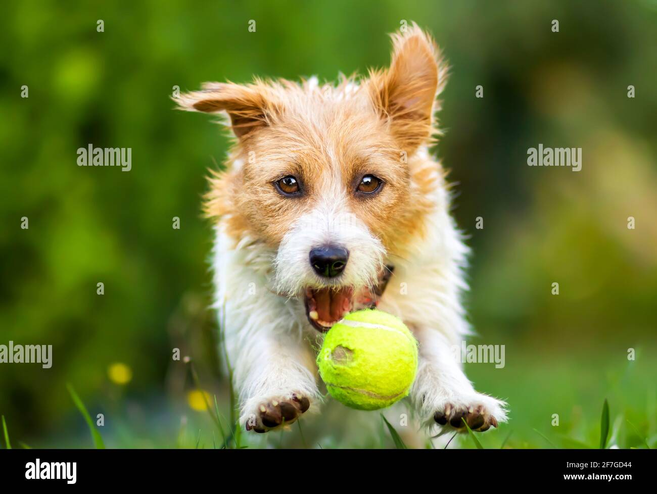 Running Animal Funny