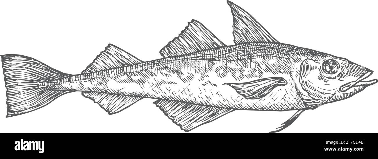 Atlantic Pollock Hand Drawn Doodle Vector Illustration. Abstract Fish ...