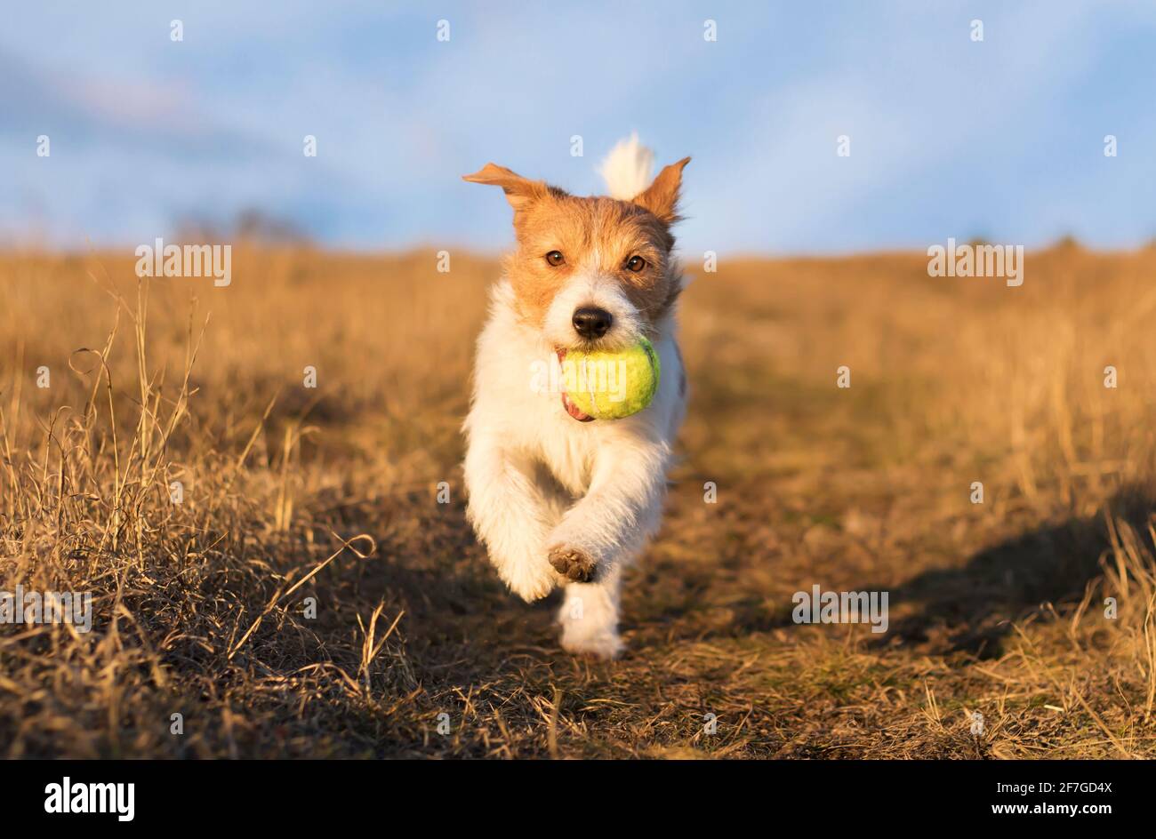 Playful happy pet dog puppy running in the grass and playing with a ...