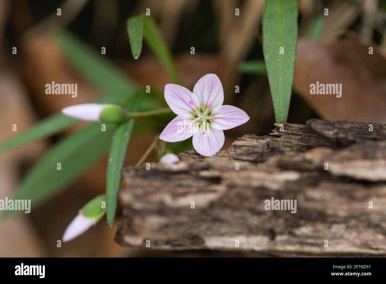 Spring beauty wildflower claytonia virginica hi-res stock photography ...