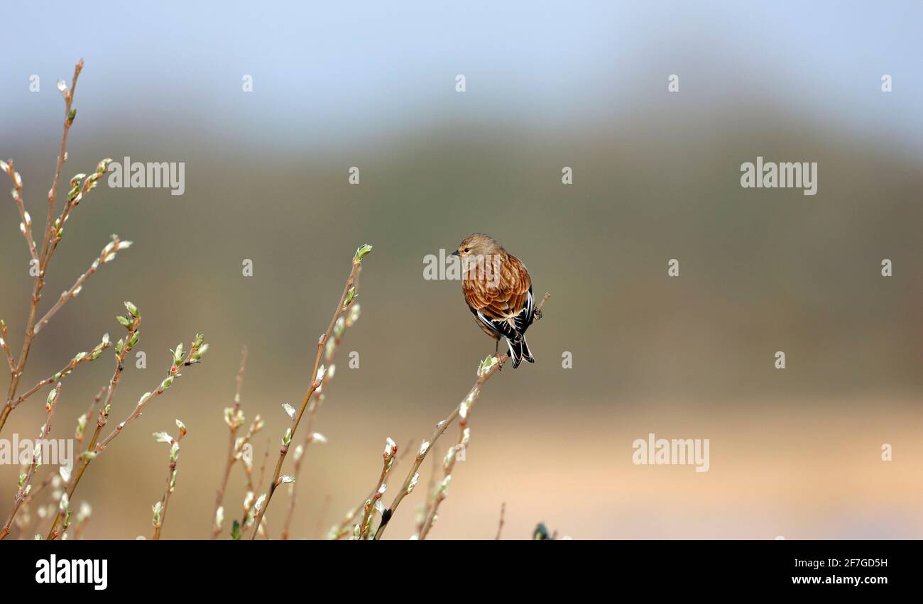 Linnets hi-res stock photography and images - Alamy