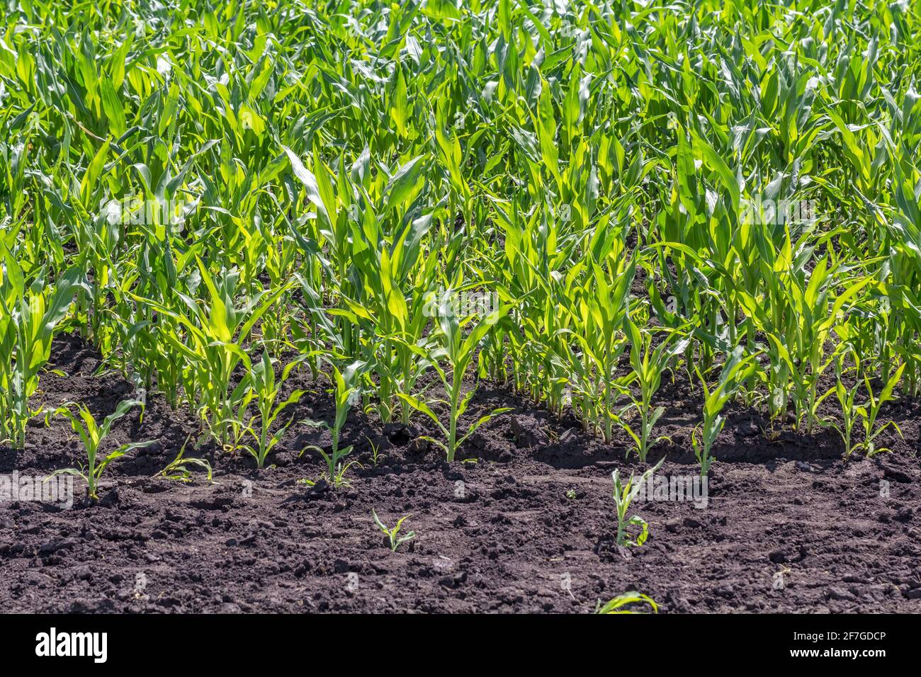 Green field of young corn with clean rows Stock Photo - Alamy
