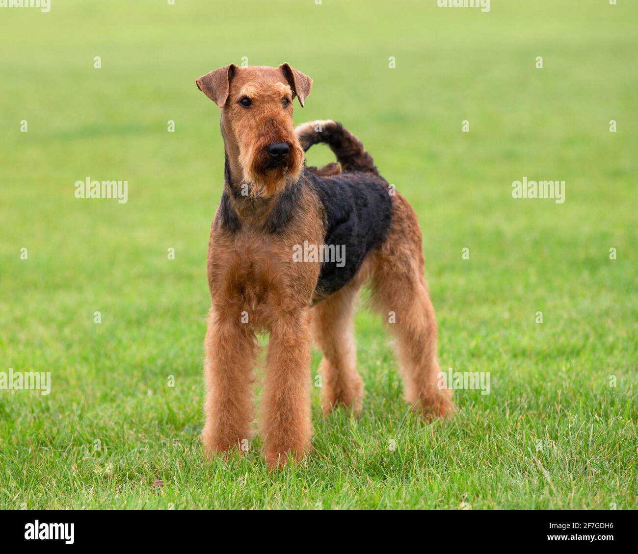 Airdale terrier hi-res stock photography and images - Alamy